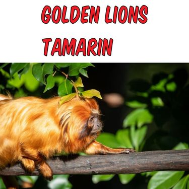 Book Creator | The Golden lions tamarin
