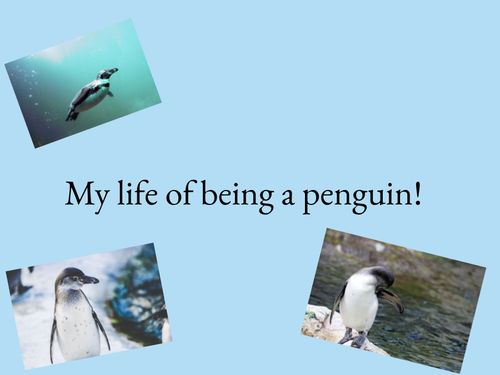 Book Creator | My life of being a penguin!