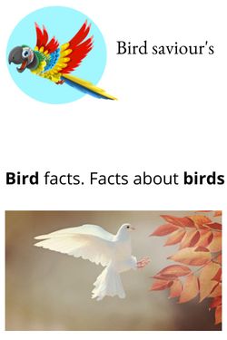 Book Creator | Bird facts for kids