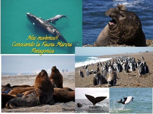 Book Creator | Nos movemos! Conociendo la Fauna Marina Patagonica