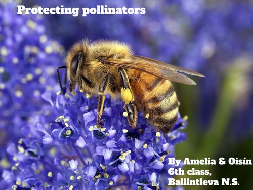 Book Creator | Protecting Pollinators