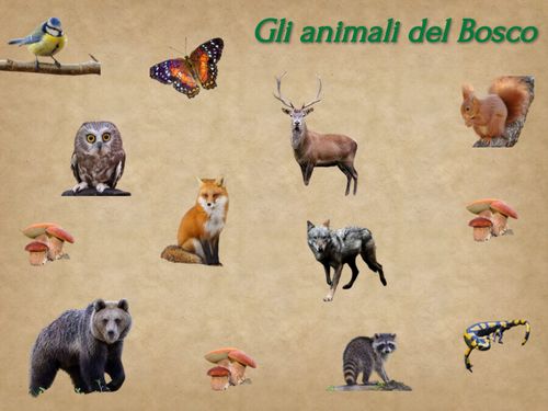 Book Creator | Gli animali del Bosco