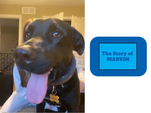 Book Creator | The Story of Marvin