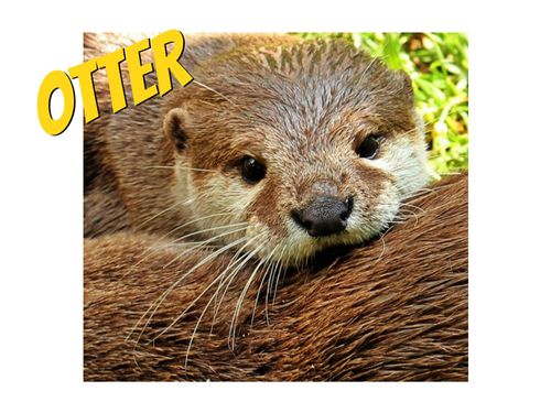 Book Creator | otter