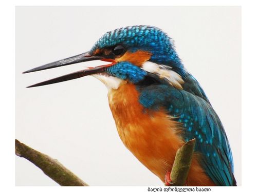 Book Creator | bird-ფრინველები