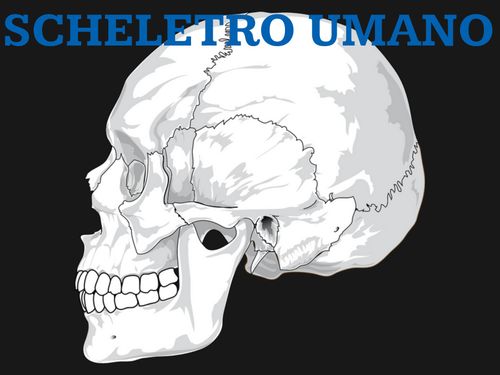 Book Creator | SCHELETRO UMANO