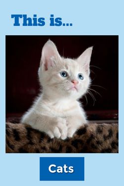 Book Creator | This is... cats