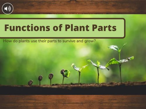 Book Creator | Functions of Plant Parts