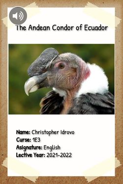 Book Creator | The Andean Condor of Ecuador