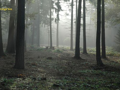 Book Creator | t eng bos