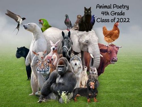 Book Creator | 4th Grade Animal Poetry