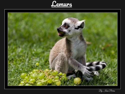 Book Creator | Irma Porras