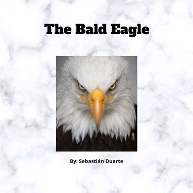 Book Creator | The Bald Eagle