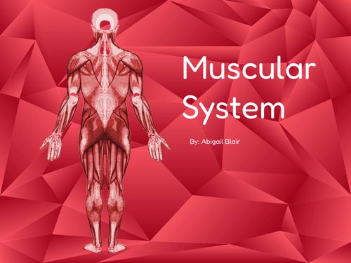 Book Creator | Muscular System