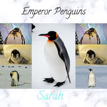 Book Creator | Emperor Penguins