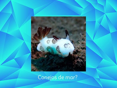 Book Creator | Conejos De Mar