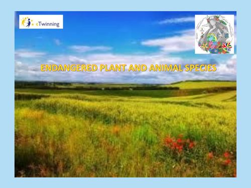 Book Creator | Endangered plant and animal species