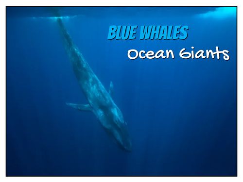 Book Creator | Blue Whales