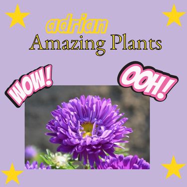 Book Creator | Adrian