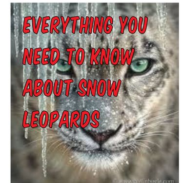 Book Creator | Snow Leopards
