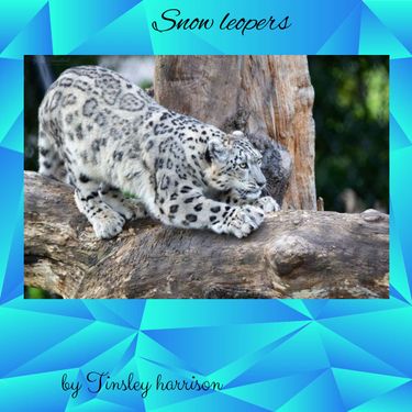 Book Creator | Snow Leopards