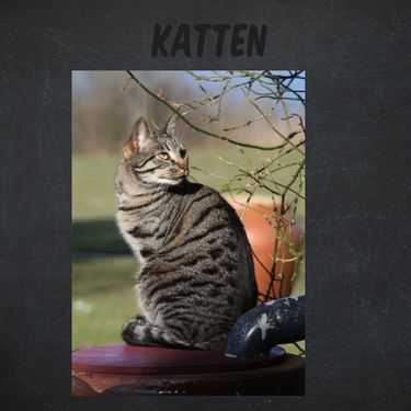 Book Creator | Katten
