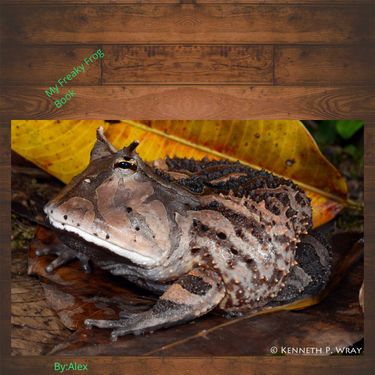 Book Creator | Amazing Amazon Horned Frogs