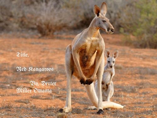Book Creator | Red Kangaroos