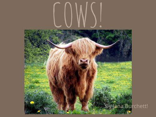 Book Creator | All About Cows!