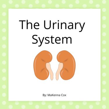 Book Creator | Urinary System