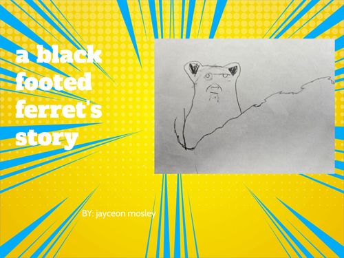 Book Creator | A Black Footed Ferret's Story