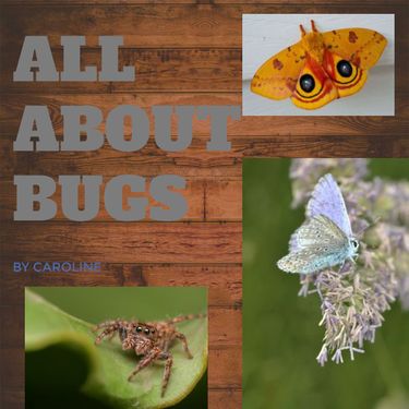 Book Creator | ALL ABOUT BUGS