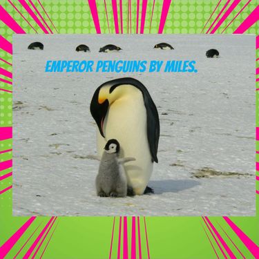 Book Creator | Emperor Penguins