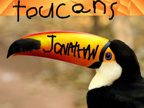 Book Creator | All About Toucans