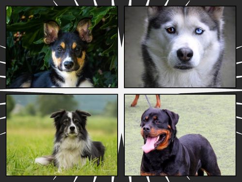 Book Creator | pet magasin. (os pet store)