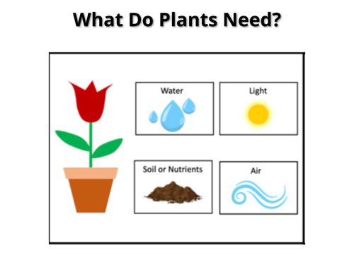 Book Creator | What Do Plants Need?