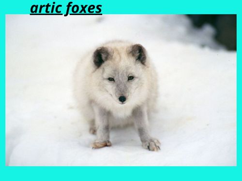 Book Creator | Arctic Foxes