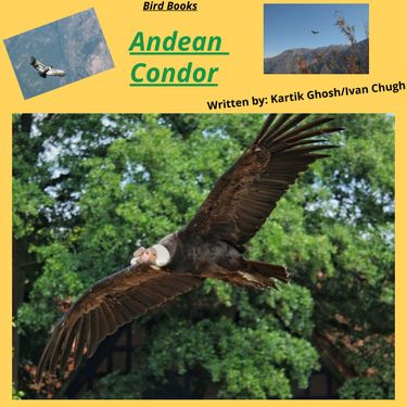 Book Creator | A Bird Book on Andean Condors