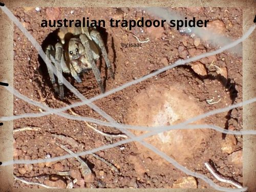 Book Creator | Trapdoor Spider