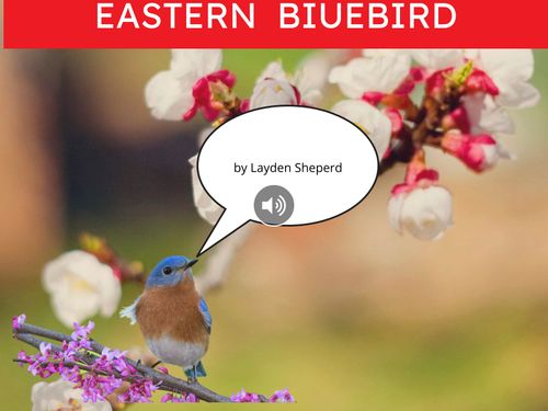 Book Creator | Bluebird