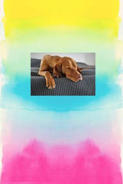 Book Creator | bad dog