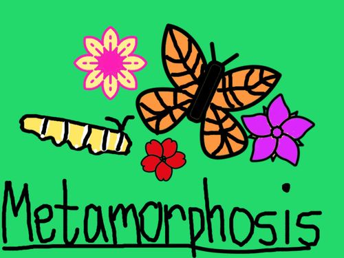Book Creator | Metamorphosis