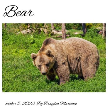 Book Creator | Bears