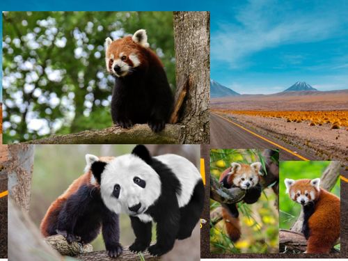 Book Creator | Amazing animals