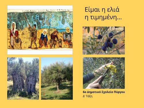 Book Creator | Η Ελιά