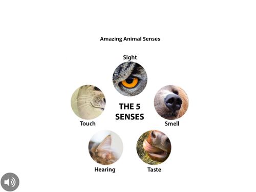 Book Creator | Animal senses