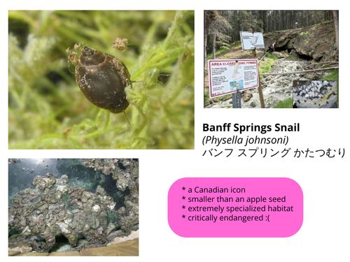 Book Creator | Banff Springs Snail