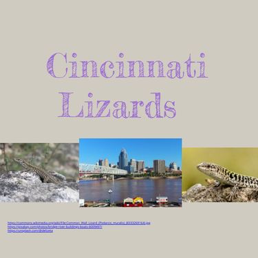 Book Creator | Cincinnati Lizards