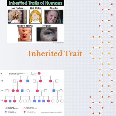 Book Creator | What is an Inherited traits