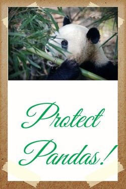 Book Creator | Protect pandas